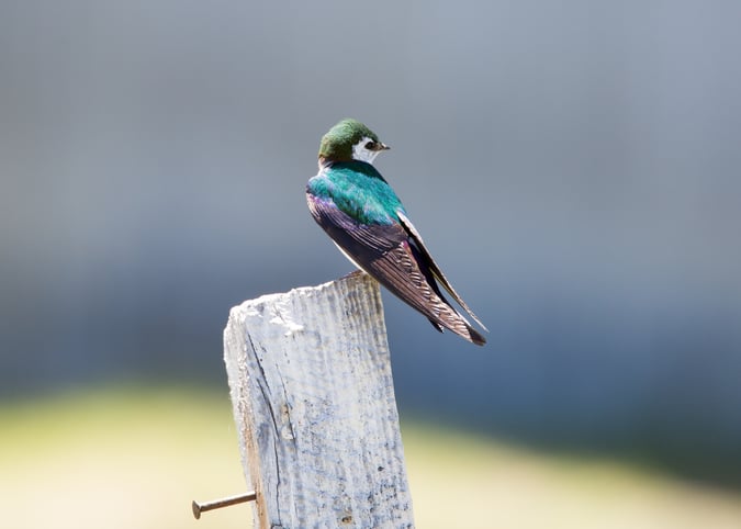 Migration of the Three Swallow Species in Colorado